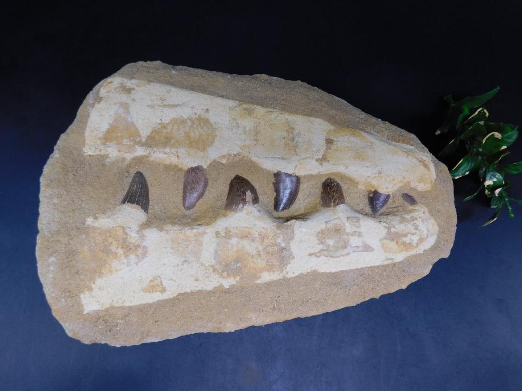 FOSSILS – Col. Christie Hatman, Auctioneer